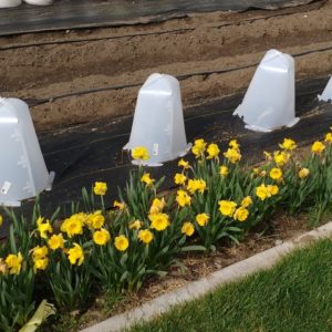18 inch Plant Protector (Set of 4) – Grow It Now