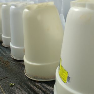 Aqua Dome Plant Protector (Set of 2) – Grow It Now