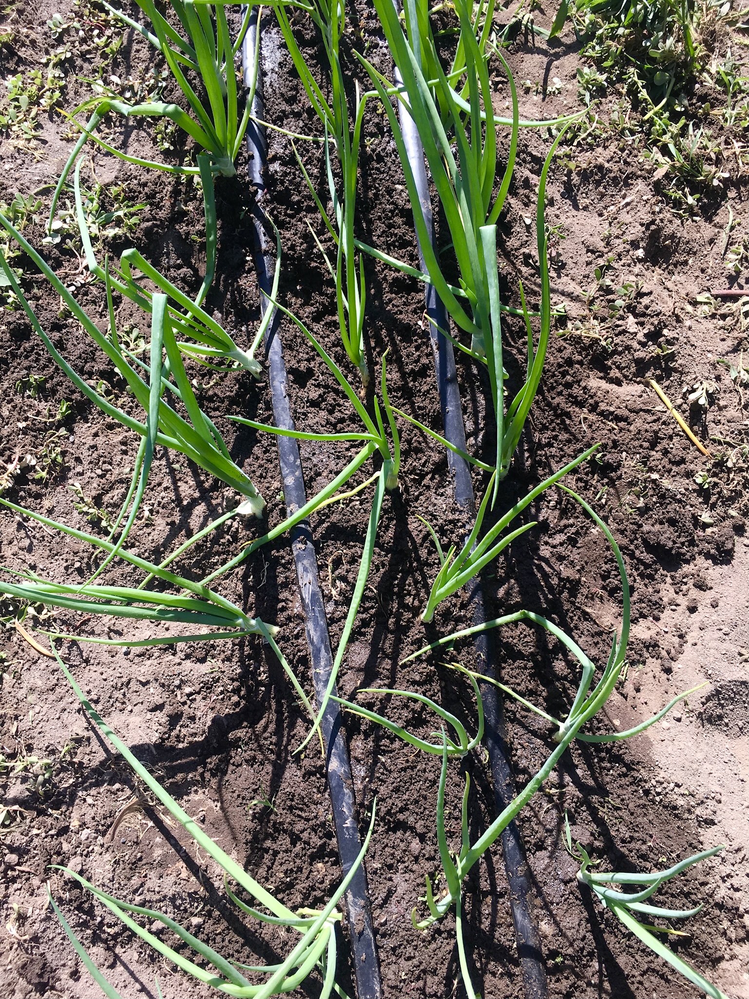 Why dripper hose is the best way to irrigate – Grow It Now