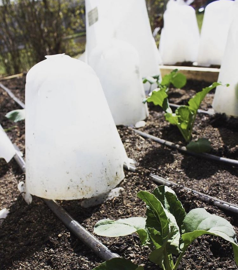 Why dripper hose is the best way to irrigate – Grow It Now